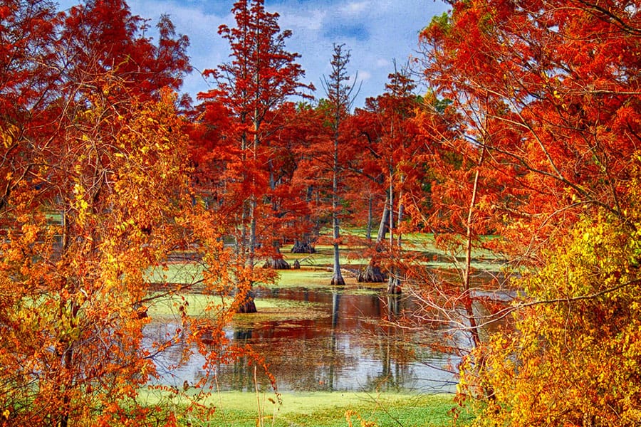 Leaf & Limb: A Guide to Arkansas Timberland - Davis DuBose Knight